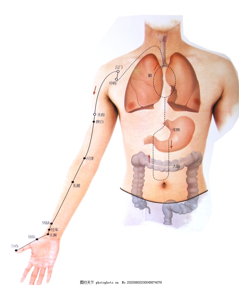 Méridien du poumon, vue couleur avec organes – Tiandi