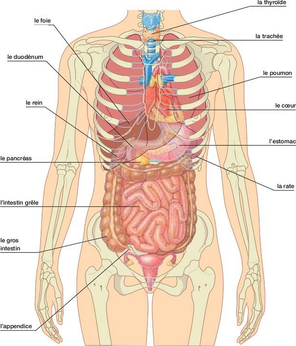 les organes internes – Tiandi