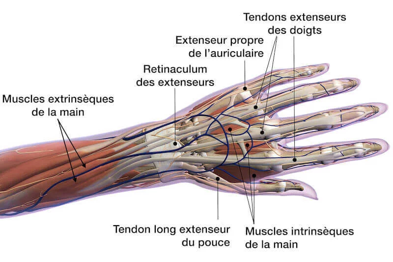 Os trapèze – Tiandi