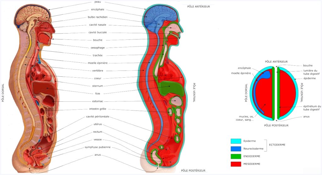 Feuillet embryonnaire – Tiandi